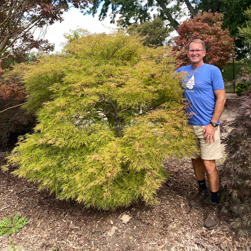 Brian Diemer's Iconic Japanese Maple Picks - Everett's Landscape
